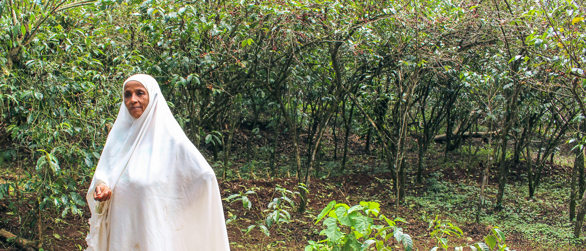 iDE | The future for Ethiopian coffee farmers
