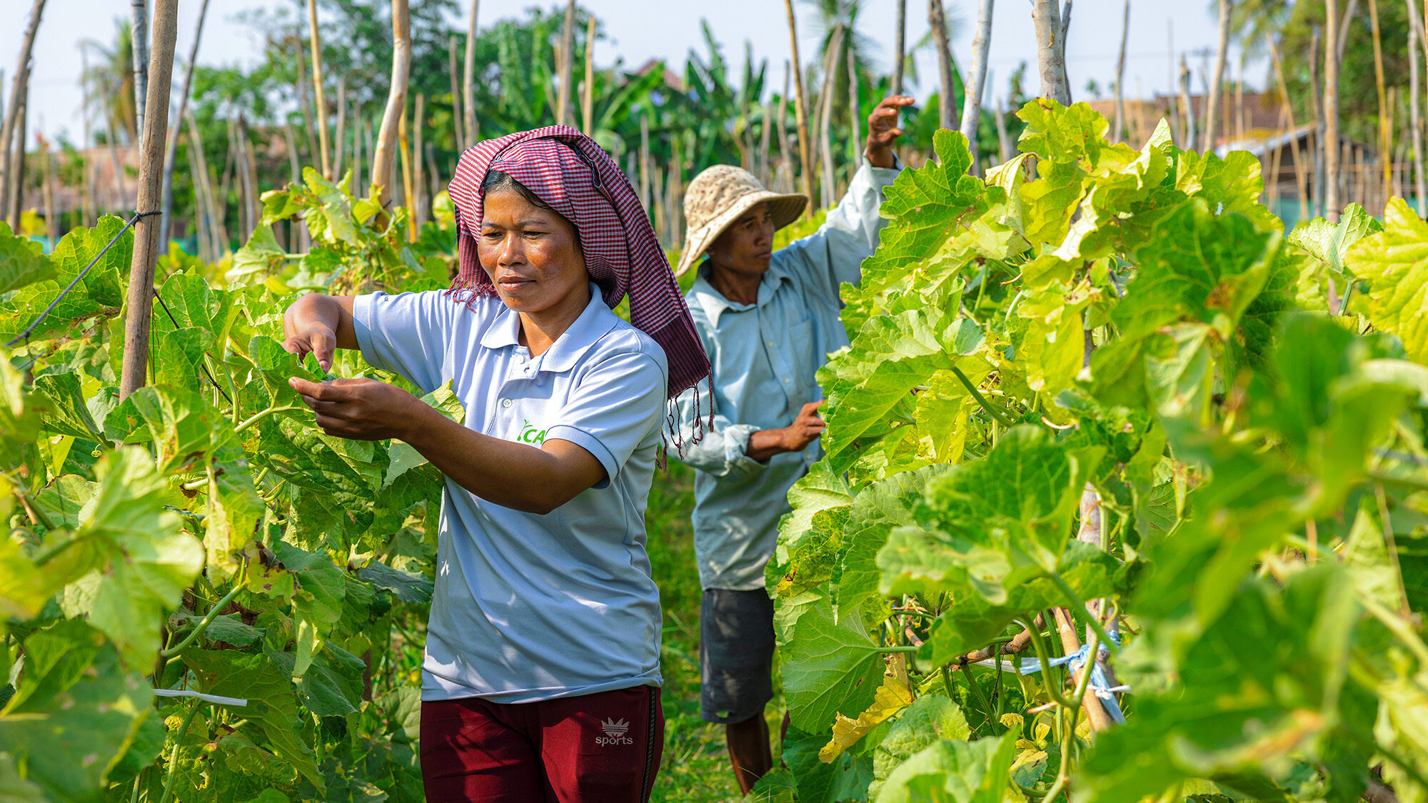 iDE | Agricultural value chain bears fruit