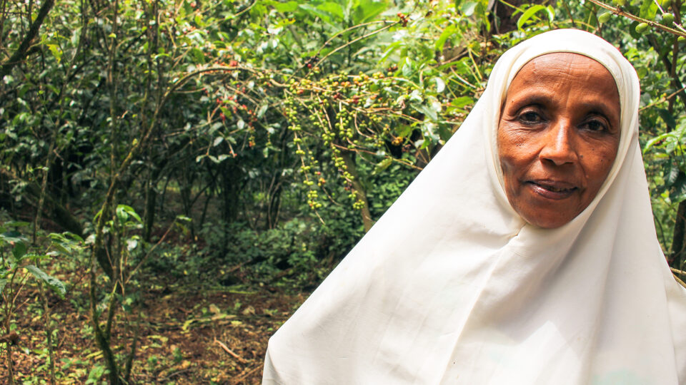 iDE | The future for Ethiopian coffee farmers