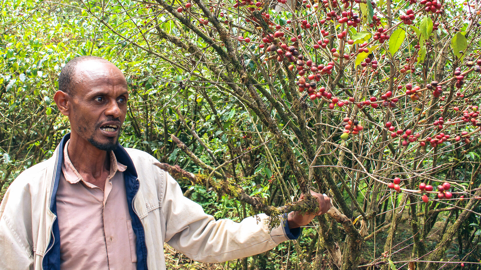 iDE Global | The future for Ethiopian coffee farmers